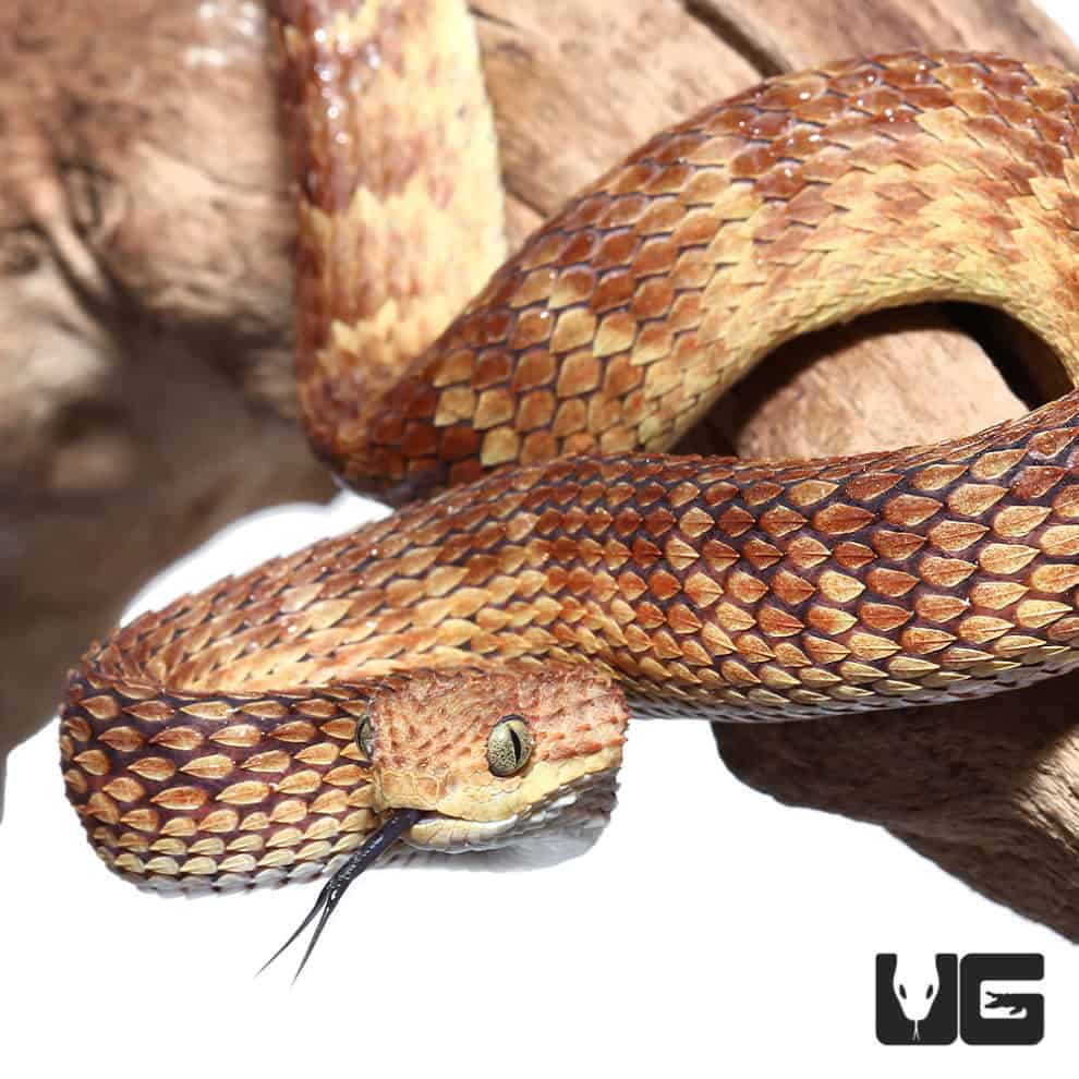 2021 Female Orange with Tan Stripe Squamigera Bush Viper (Atheris ...