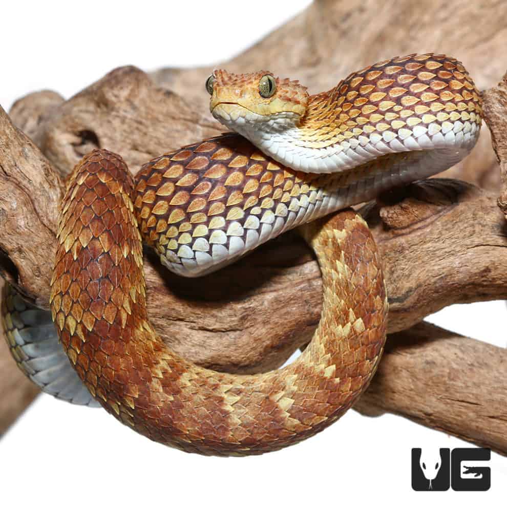 2021 Female Orange with Tan Stripe Squamigera Bush Viper (Atheris ...
