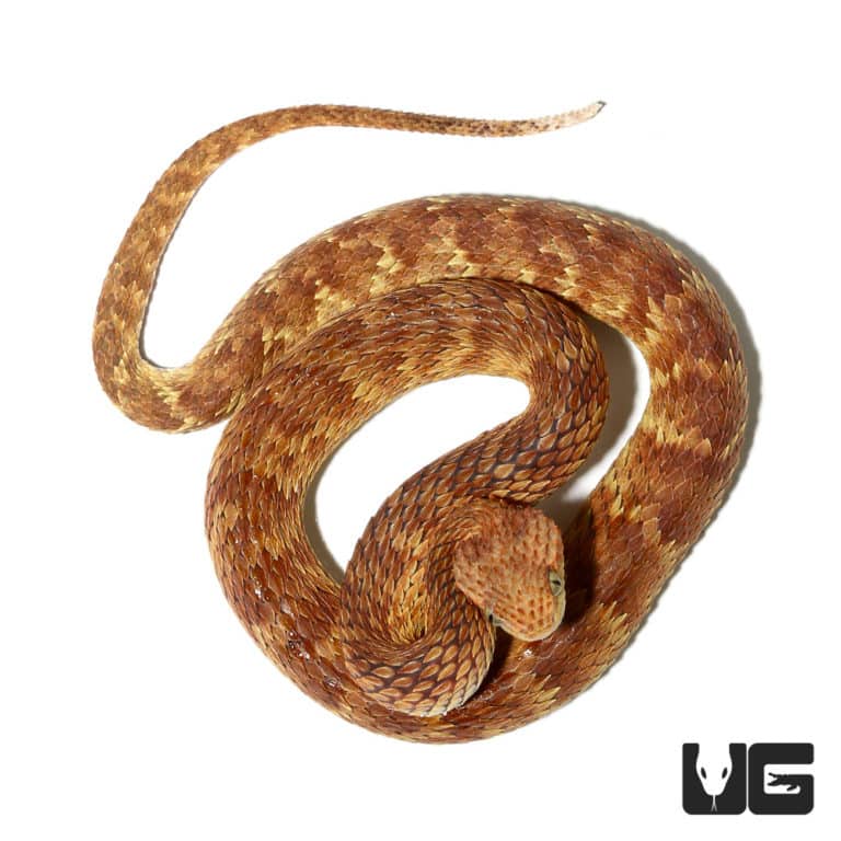 2021 Female Orange with Tan Stripe Squamigera Bush Viper (Atheris ...