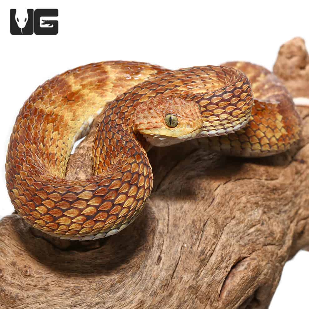 2021 Female Orange with Tan Stripe Squamigera Bush Viper (Atheris ...