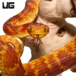 Venomous Snakes & Lizards For Sale - Underground Reptiles
