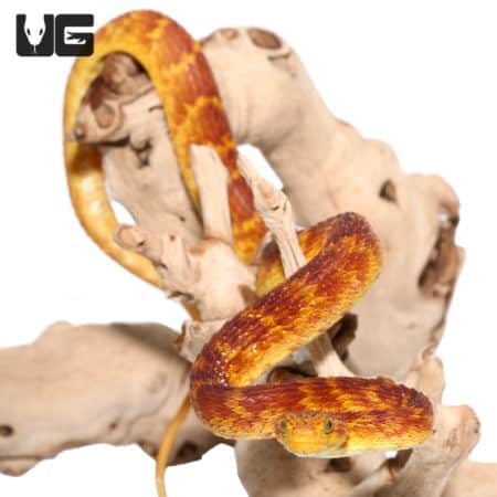 2021 Female Red With Orange Stripes Squamigera Bush Viper (Atheris ...