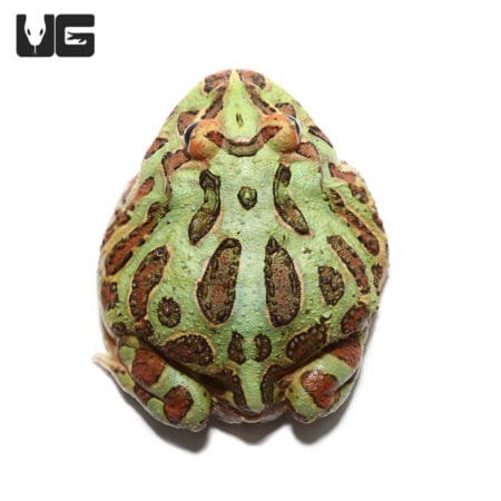 Green Pacman Frogs For Sale - Underground Reptiles