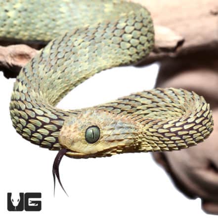 Venomous Snakes & Lizards For Sale - Underground Reptiles