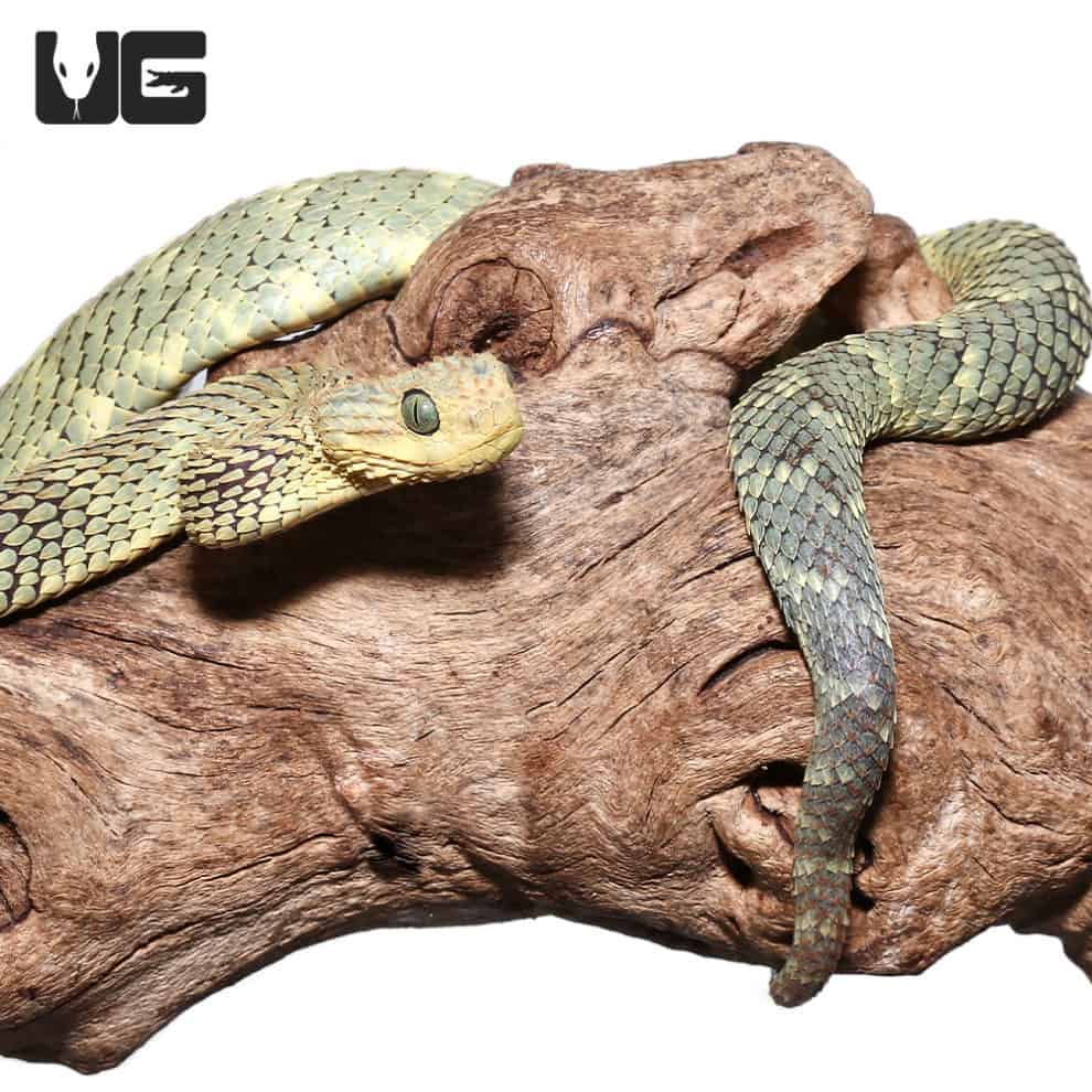 Adult Green Squamigera Bush Viper (Atheris squamigera) For Sale ...