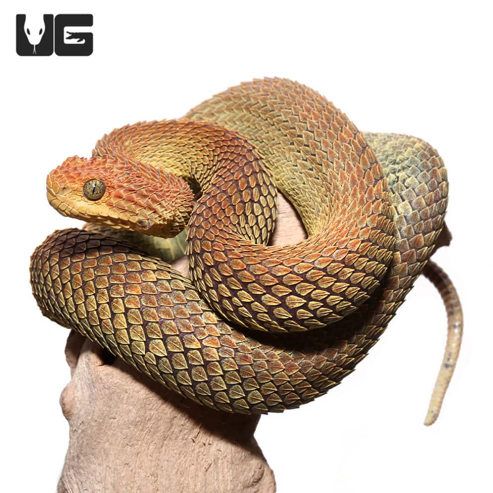 Adult Male Red And Green Patternless Squamigera Bush Viper (Atheris ...