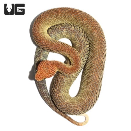 Adult Male Red And Green Patternless Squamigera Bush Viper (Atheris ...