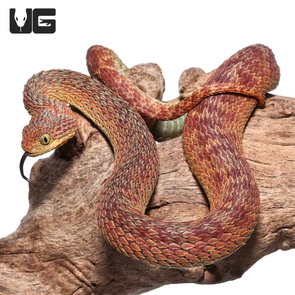 Adult Male Red Squamigera Bush Viper (Atheris squamigera) For Sale ...