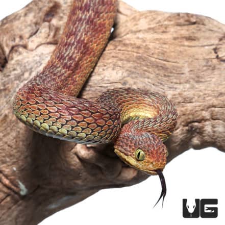 Adult Male Red Squamigera Bush Viper (Atheris squamigera) For Sale ...