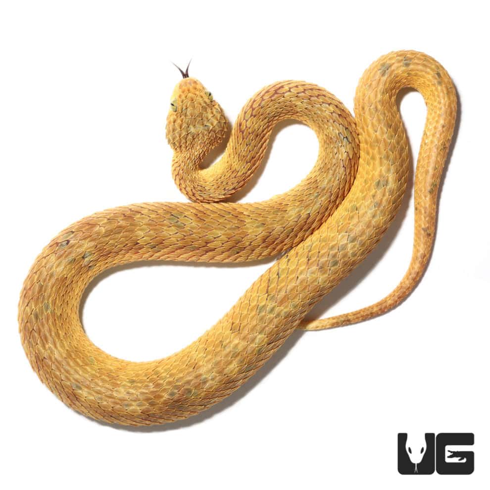 Adult Yellow Squamigera Bush Vipers (Atheris squamigera) For Sale ...