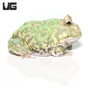 Pacmans & Pixie Frogs For Sale - Underground Reptiles