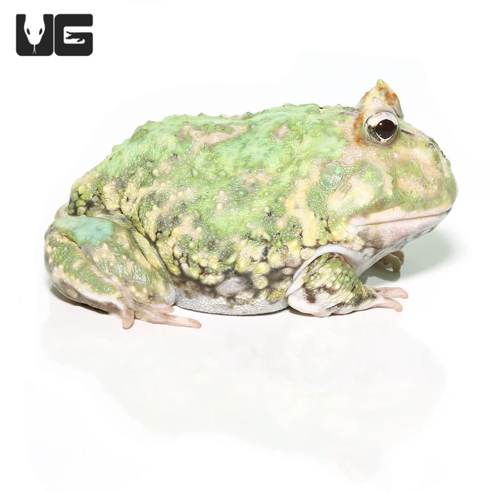 Camo Pacman Frogs For Sale - Underground Reptiles