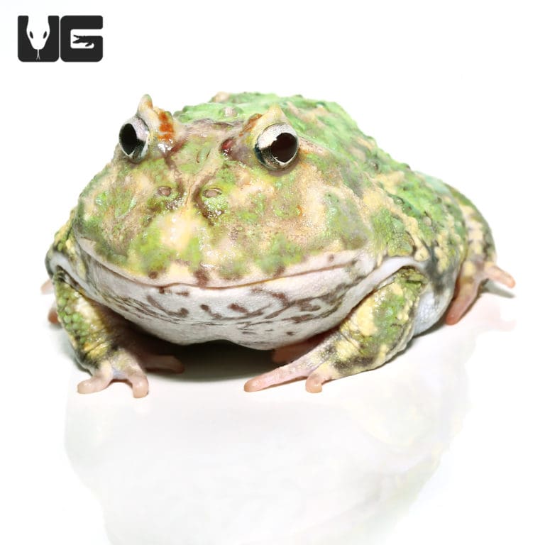 Camo Pacman Frogs For Sale - Underground Reptiles