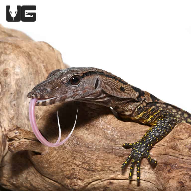 Lizards For Sale - Underground Reptiles