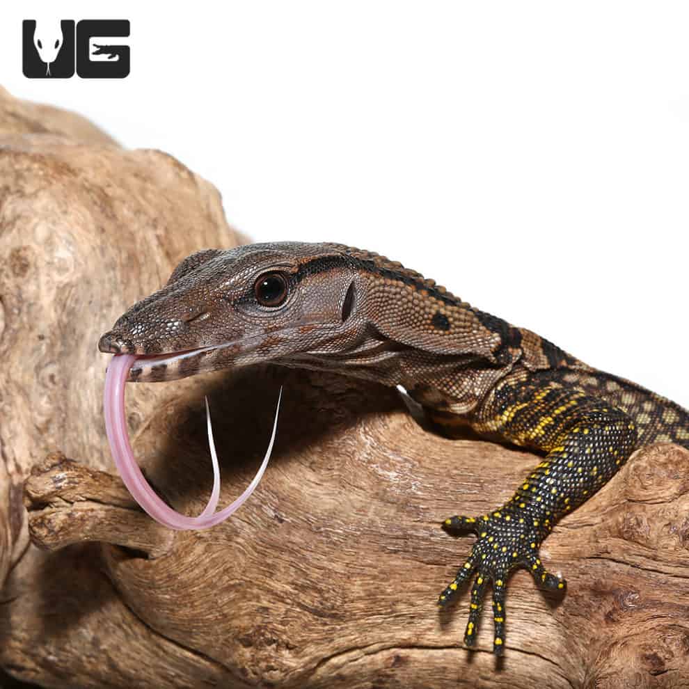 Black Roughneck Monitors For Sale - Underground Reptiles