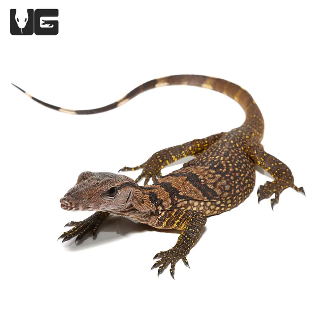 Black Roughneck Monitors For Sale - Underground Reptiles