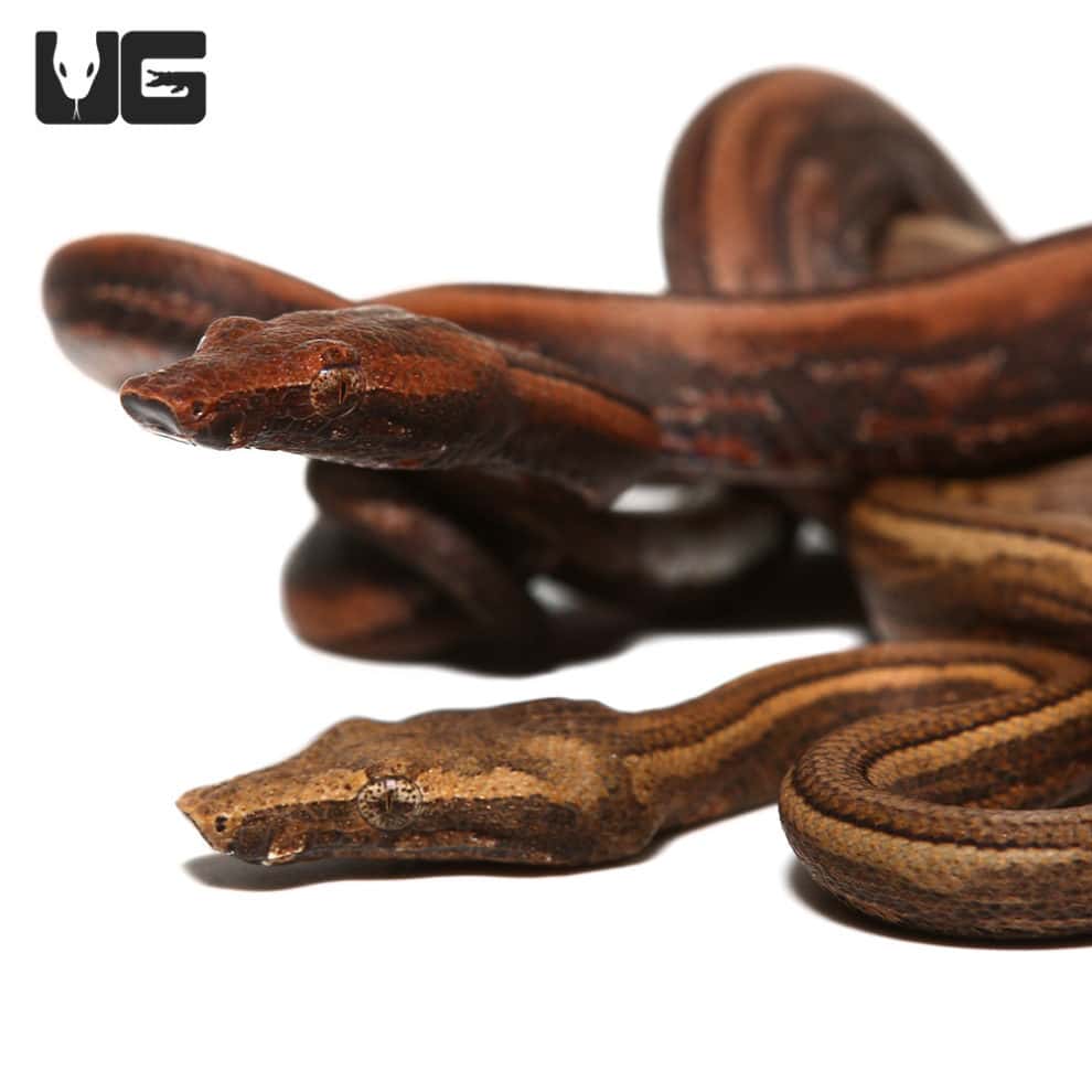 Boas For Sale - Underground Reptiles
