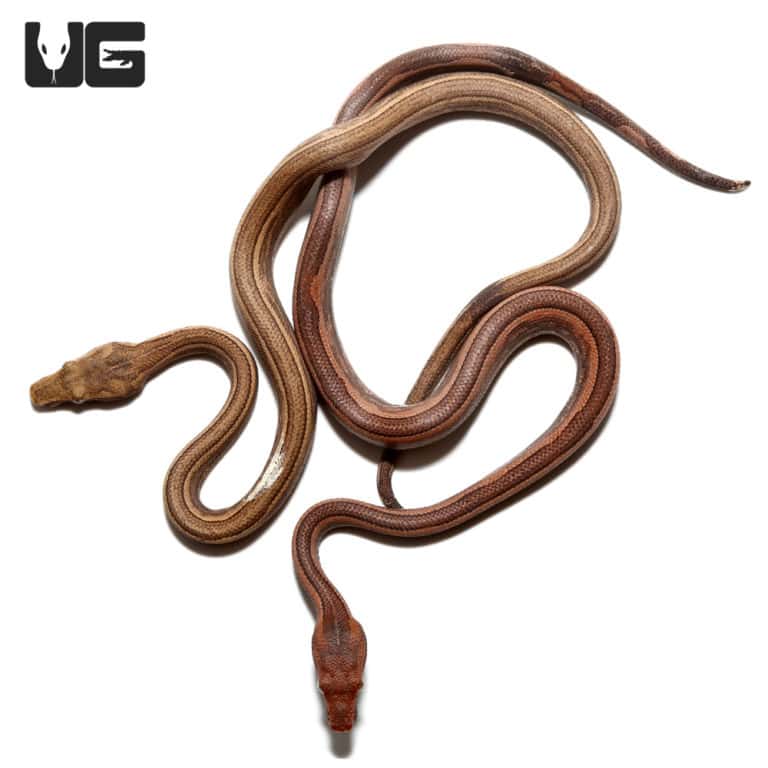 Captive Bred Animals - Underground Reptiles