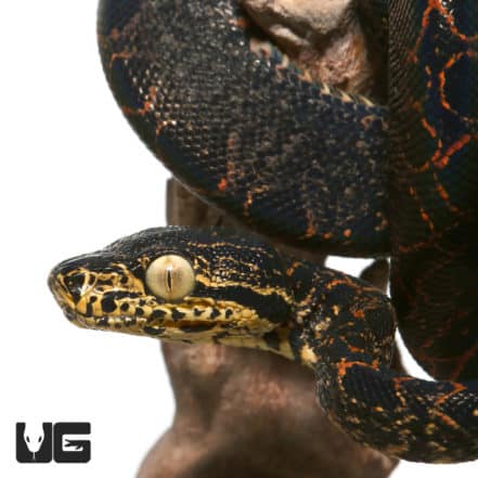 Baby Halloween Phase Amazon Tree Boas (Corallus hortulanus) For Sale ...