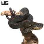 Baby Halloween Phase Amazon Tree Boas (Corallus hortulanus) For Sale ...