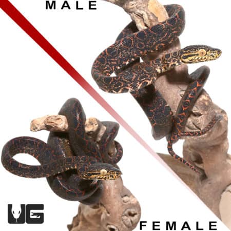 Baby Halloween Phase Amazon Tree Boas For Sale - Underground Reptiles