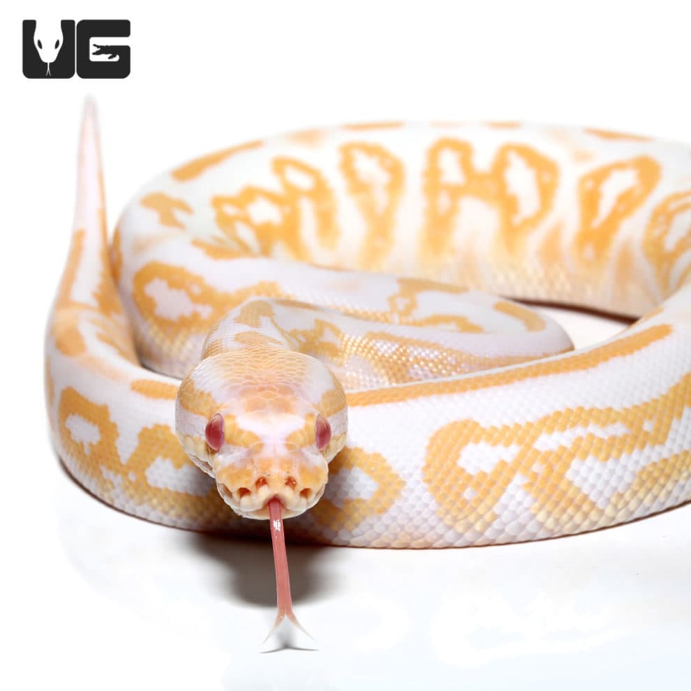 2018 Lavender Albino Spider Ball Python For Sale - Underground Reptiles 2018 Lavender Albino Spider Ball Python For Sale - Underground Reptiles