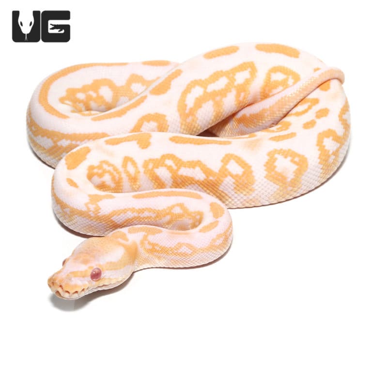 2018 Lavender Albino Spider Ball Python For Sale - Underground Reptiles