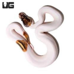 Baby Pied Ball Pythons (Python regius) For Sale - Underground Reptiles