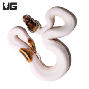 Baby Pied Ball Pythons (Python regius) For Sale - Underground Reptiles