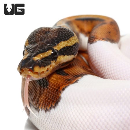 Ball Pythons For Sale - Underground Reptiles