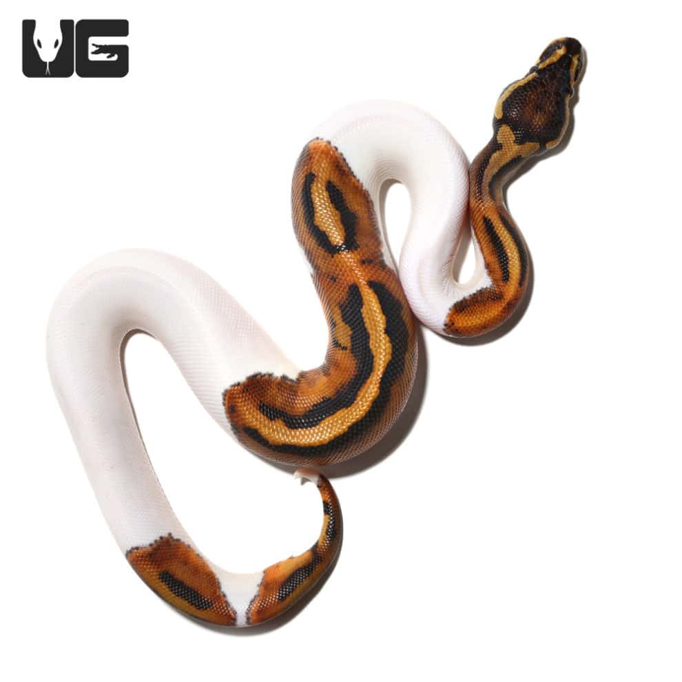 Ball Pythons For Sale - Underground Reptiles