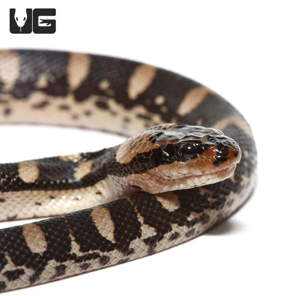 Baby Puff Faced Water Snake (Homalopsis buccata) For Sale - Underground ...