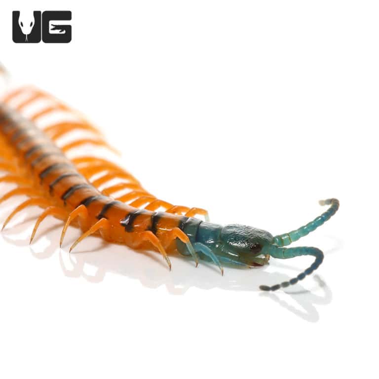 Peruvian Giant Centipede For Sale - Underground Reptiles