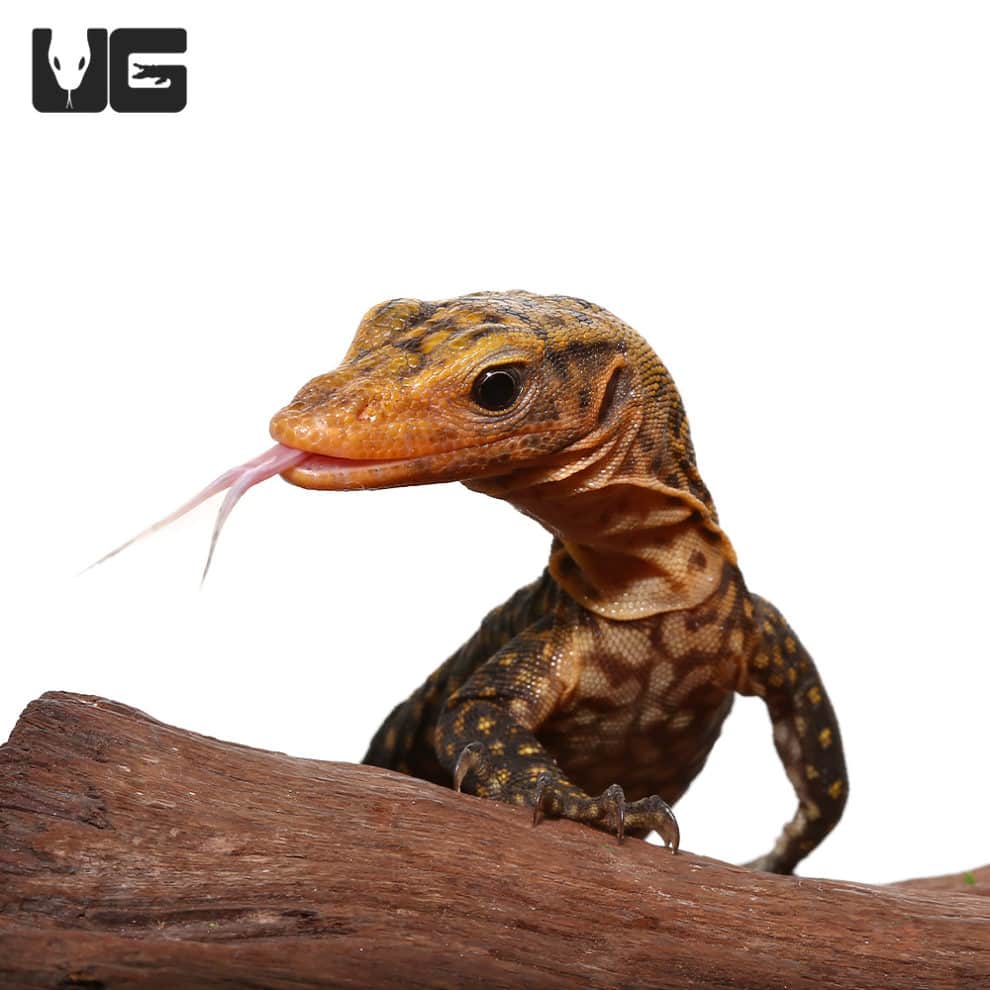 Baby Yellow Quince Monitors (Varanus melinus) For Sale - Underground ...