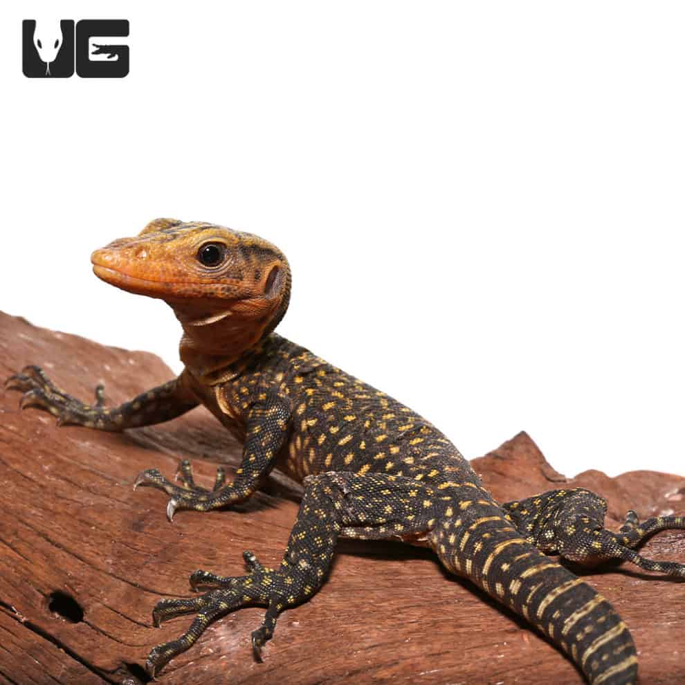 Baby Yellow Quince Monitors (Varanus melinus) For Sale - Underground ...