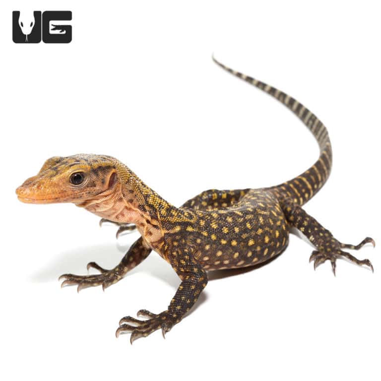 Baby Yellow Quince Monitors (Varanus melinus) For Sale - Underground ...