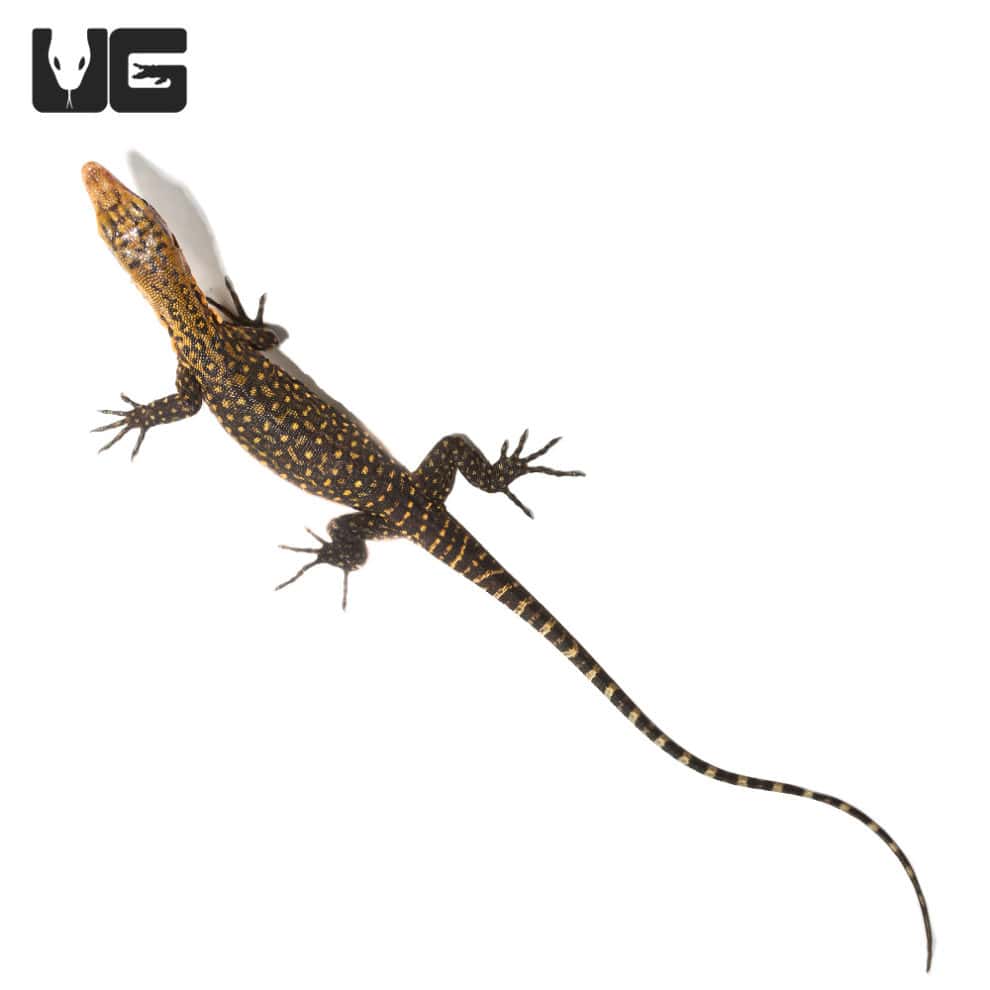 Baby Yellow Quince Monitors (Varanus melinus) For Sale - Underground ...