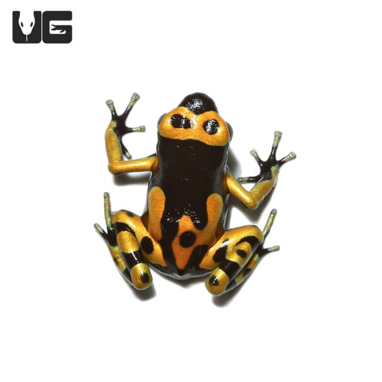 Bandit Bumblebee Dart Frogs (Dendrobates leucomelas) For Sale ...