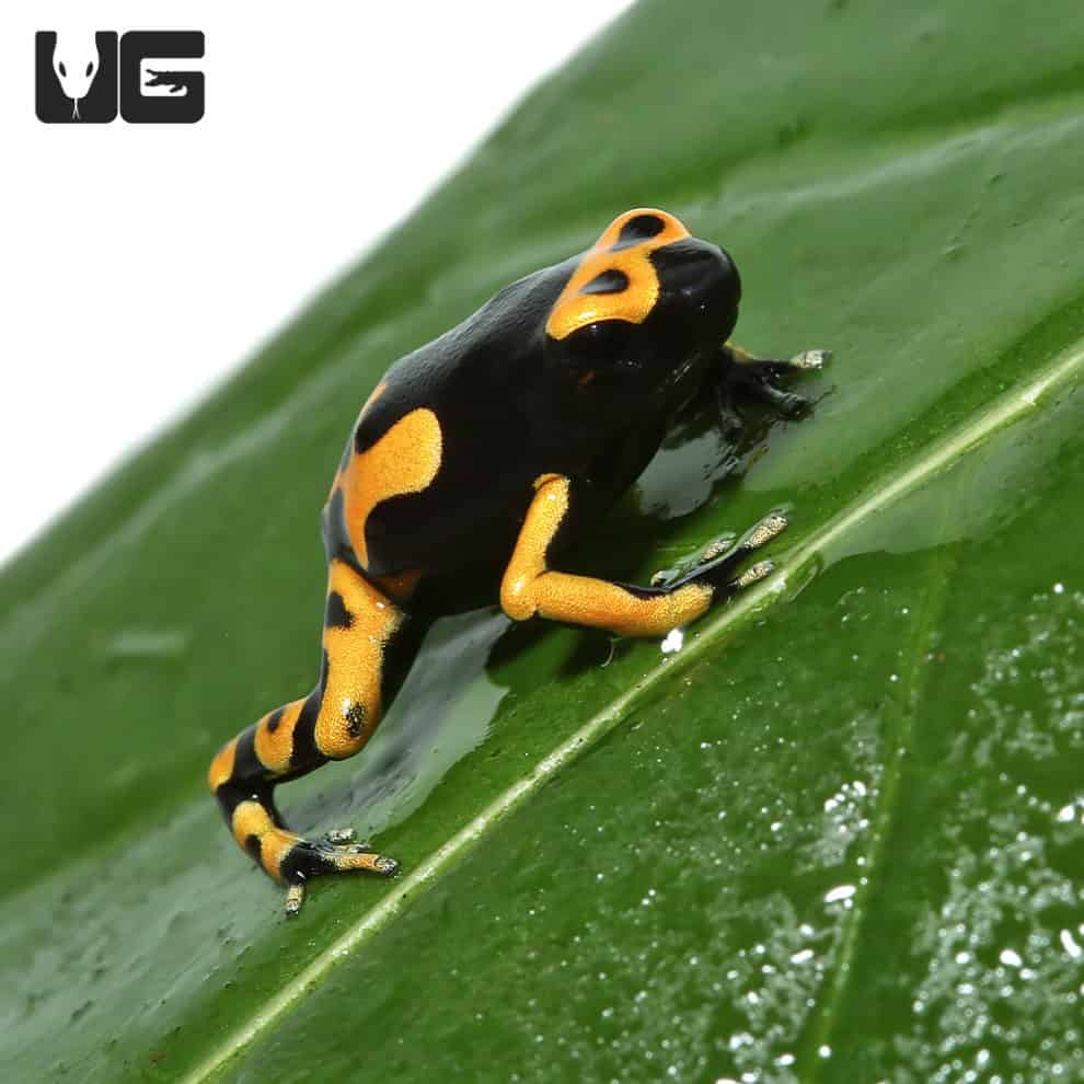 Bandit Bumblebee Dart Frogs (Dendrobates leucomelas) For Sale ...