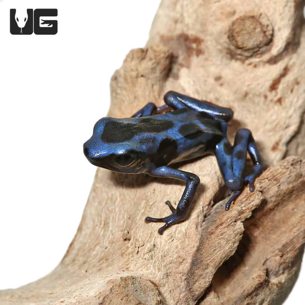 Dart Frogs For Sale South Africa at Fred Morales blog