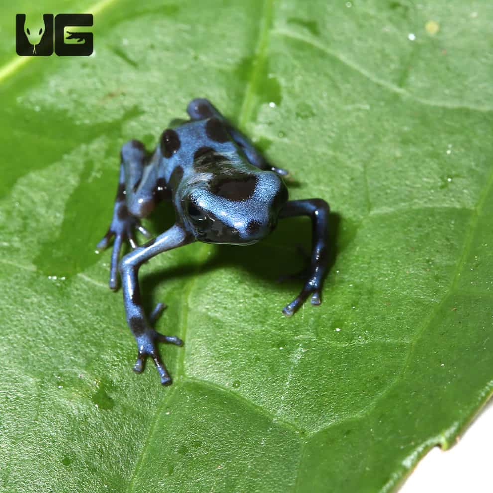 Blue And Black Auratus Dart Frogs For Sale - Underground Reptiles