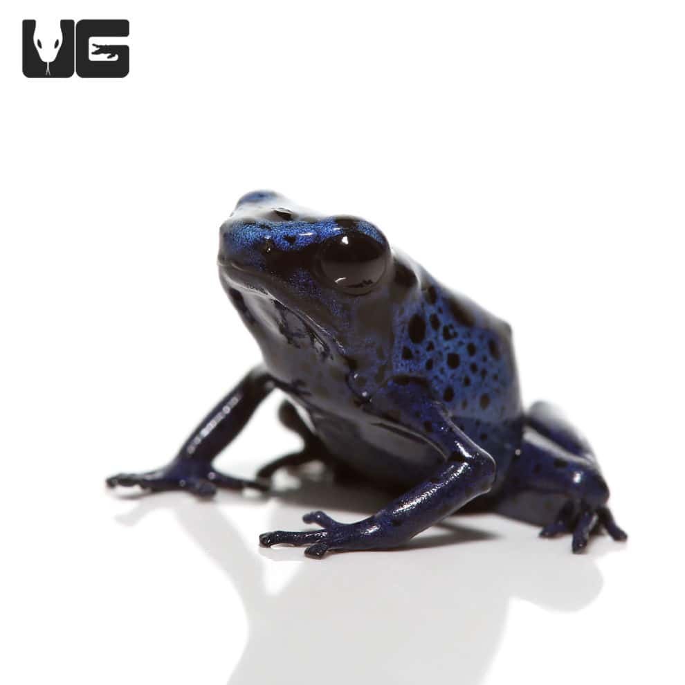 Blue Azureus Tinctorius Dart Frogs (Dendrobates tinctorious) For Sale ...