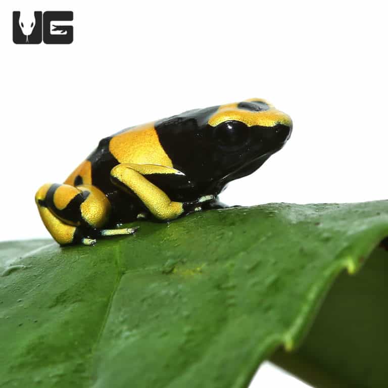 Bumblebee Dart Frogs (Dendrobates leucomelas) For Sale - Underground ...