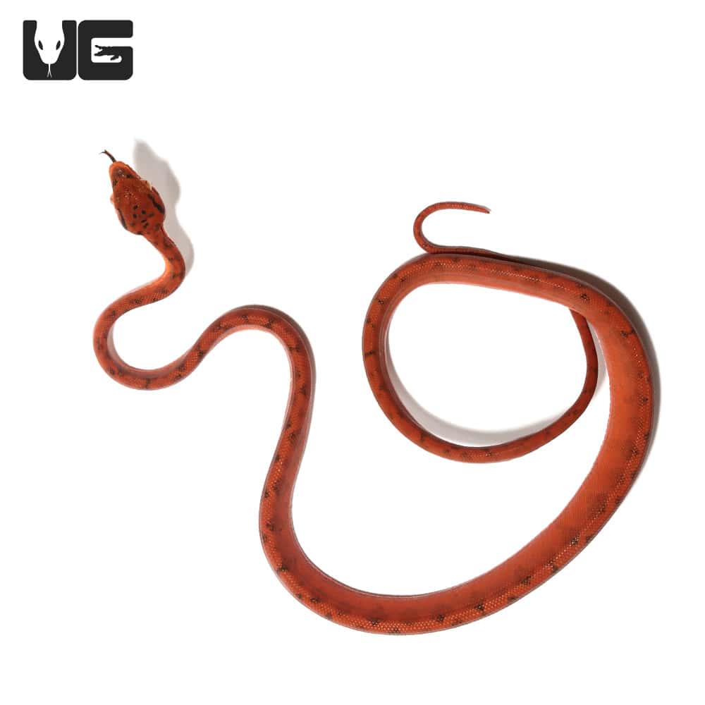 C.B. Baby Colored Red Amazon Tree Boa (Corallus hortulanus) For Sale ...