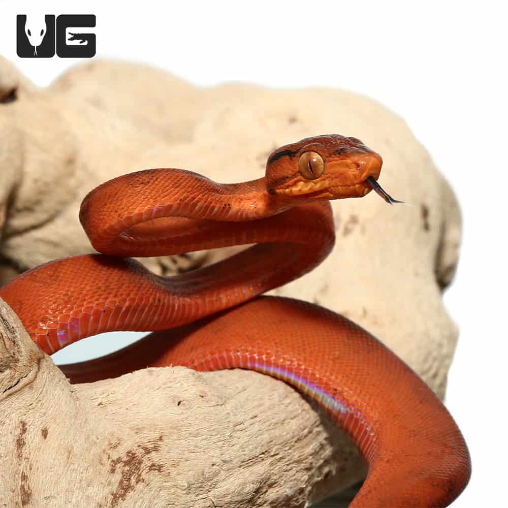 C.B. Baby Colored Red Amazon Tree Boa (Corallus hortulanus) For Sale ...