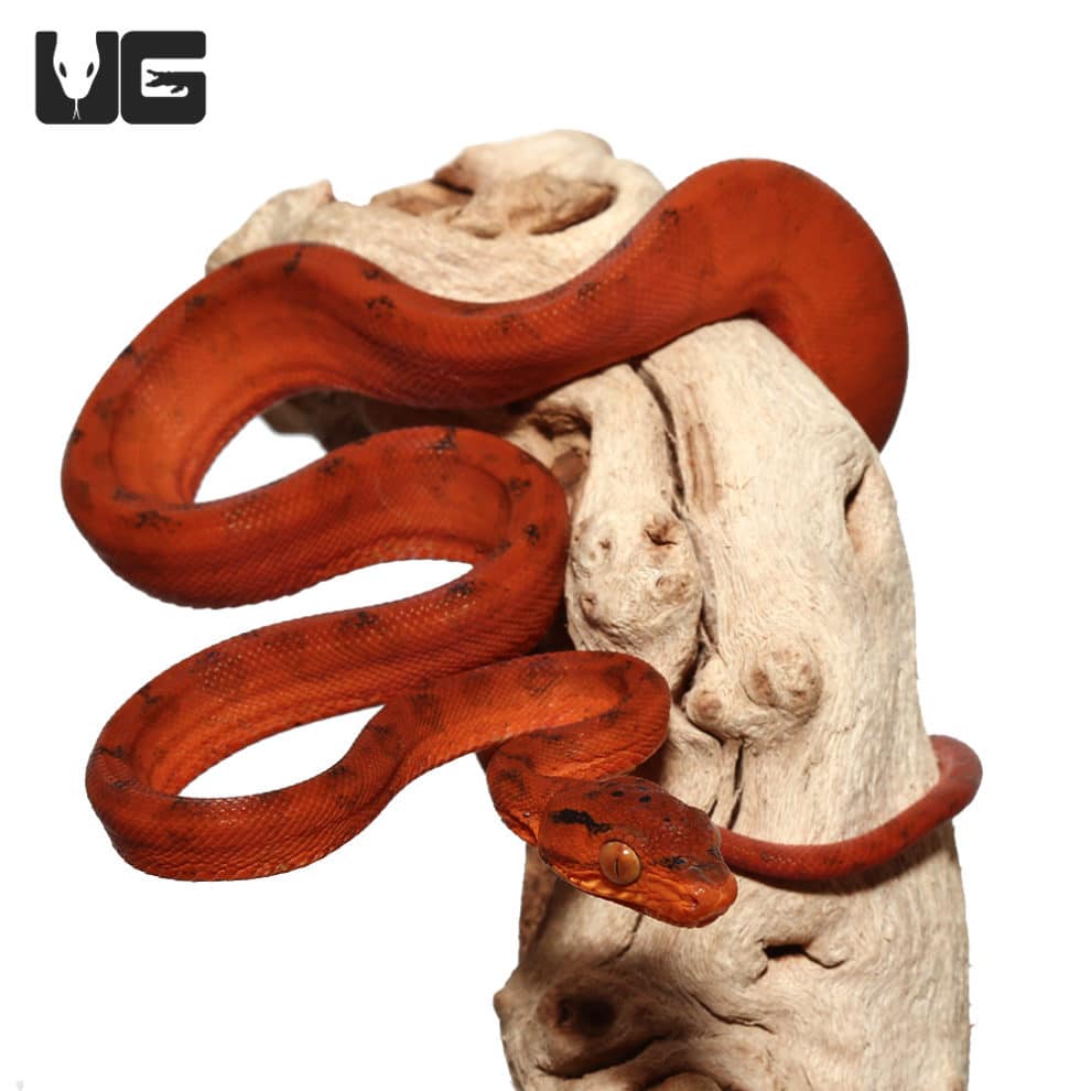 Boas For Sale - Underground Reptiles