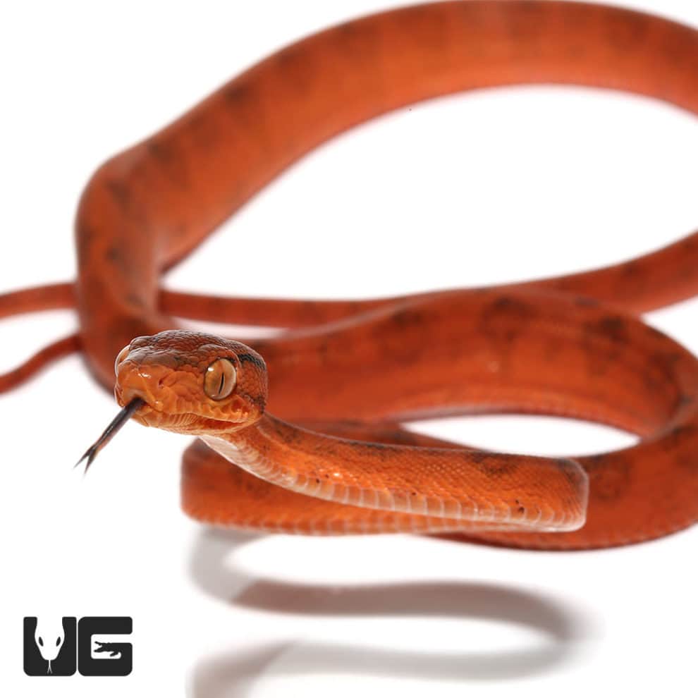 Boas For Sale - Underground Reptiles