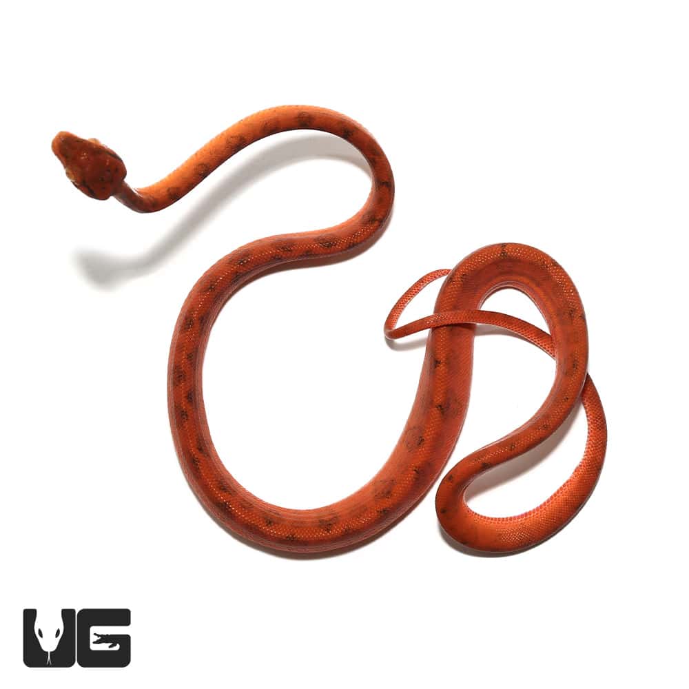 C.B. Baby Colored Red Amazon Tree Boa (Corallus hortulanus) For Sale ...