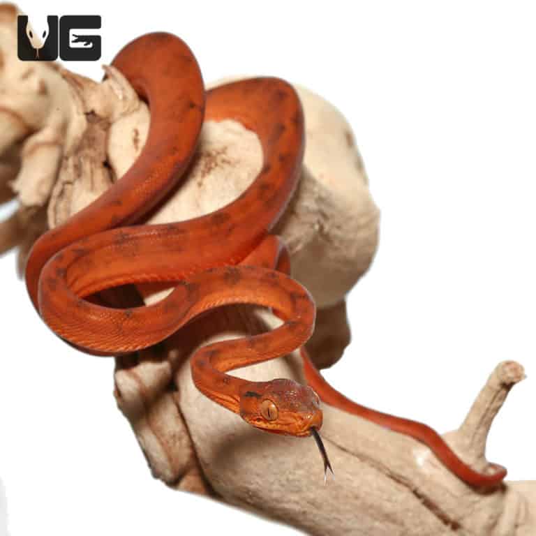 Boas For Sale - Underground Reptiles