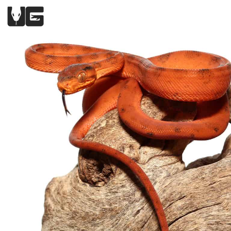 Baby Halloween Phase Amazon Tree Boas For Sale - Underground Reptiles
